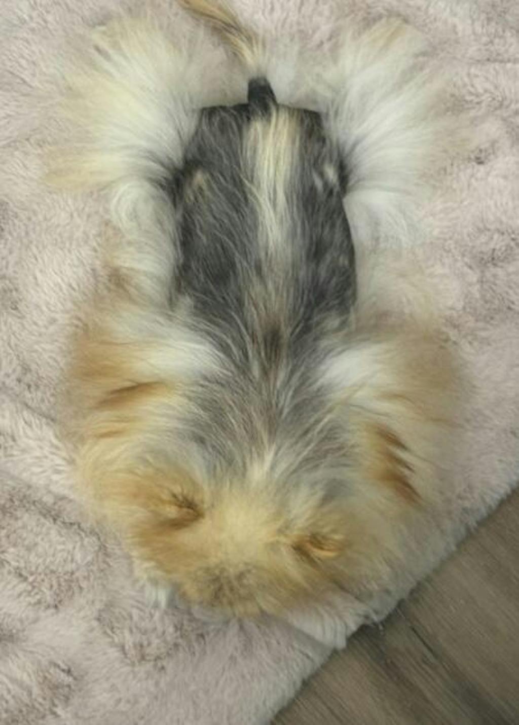 Dermacton Spray for Itchy Dogs – Aromesse