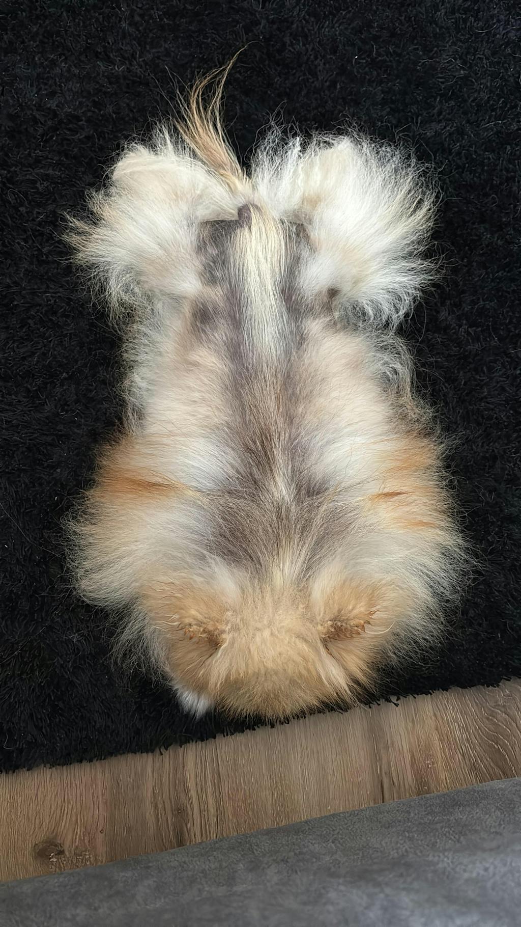 Dermacton Spray for Itchy Dogs – Aromesse