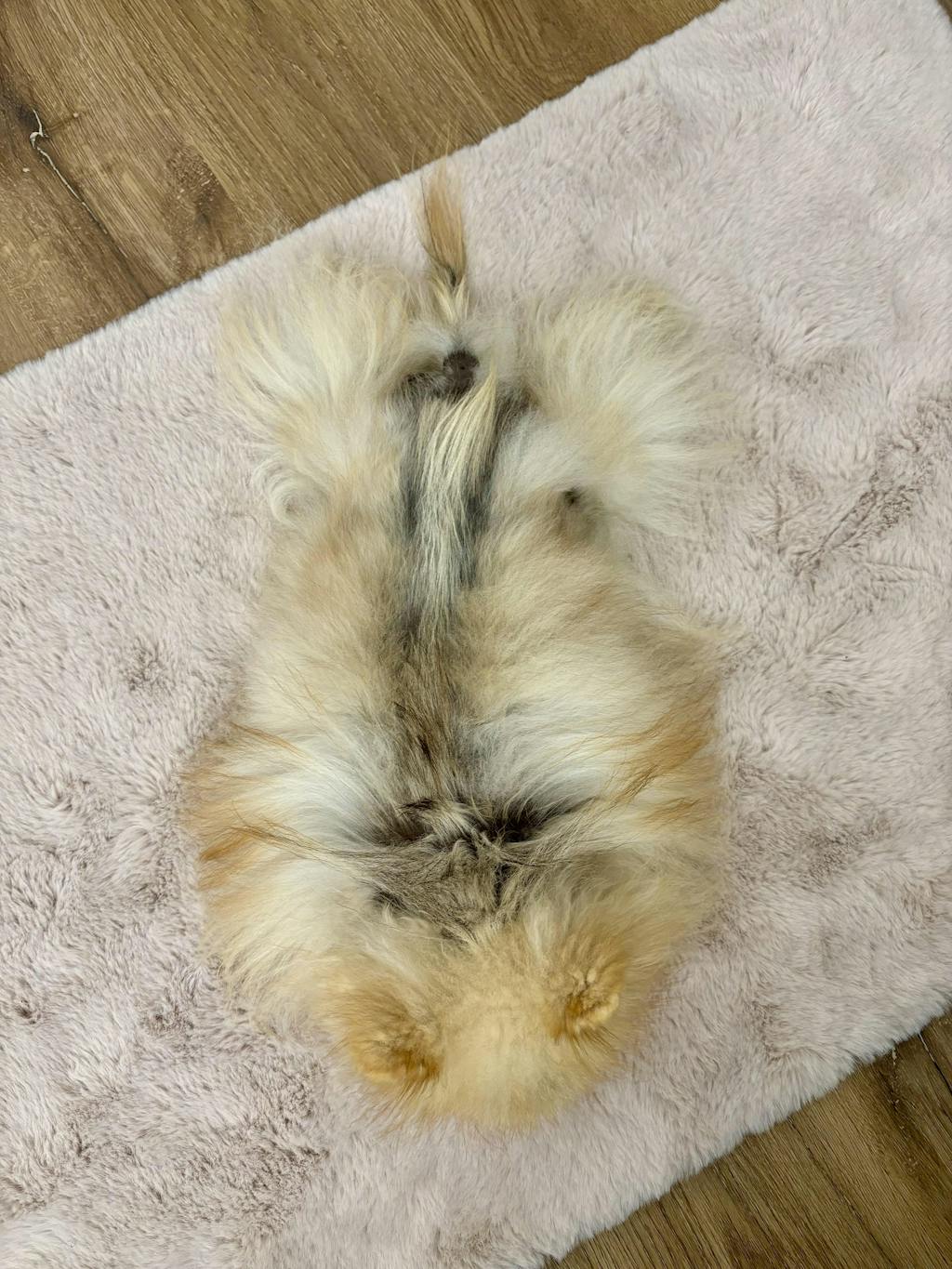 Dermacton Spray for Itchy Dogs – Aromesse