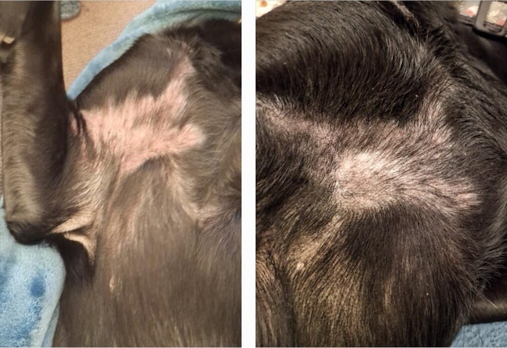 Dermacton Cream for Itchy Dogs – Aromesse