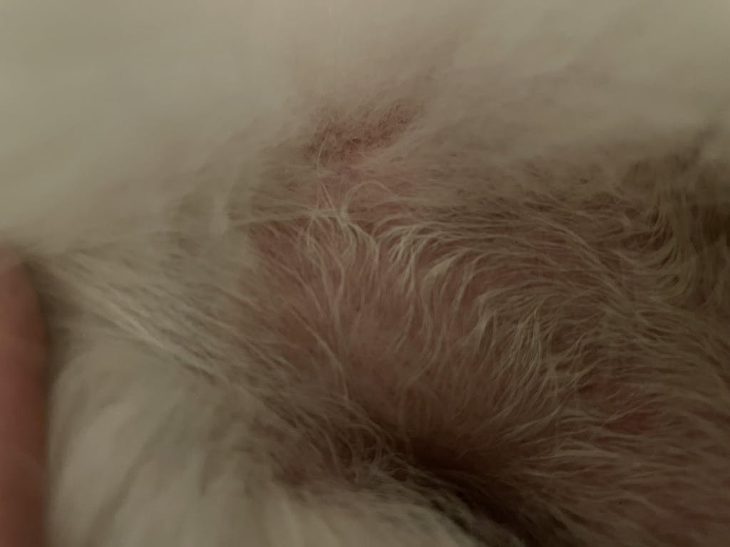 Dermacton Starter Pack – Aromesse