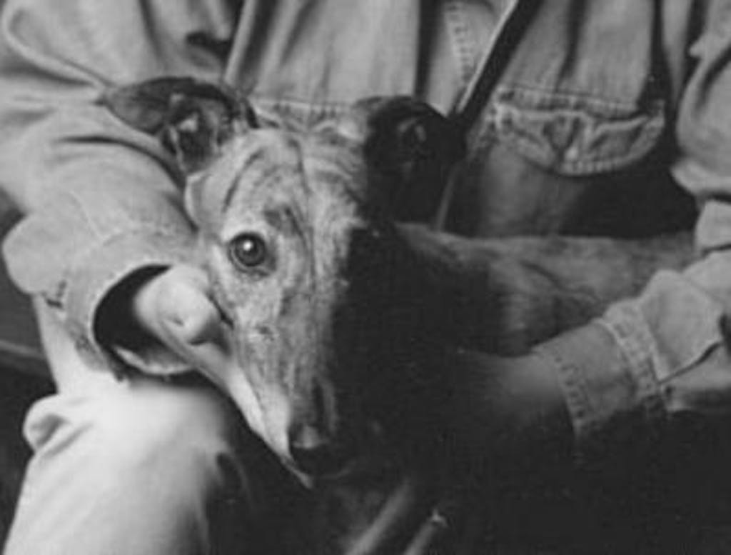 Custom Dog Pet Portraits - Colourful or Realistic – Art By Mike Ramshaw