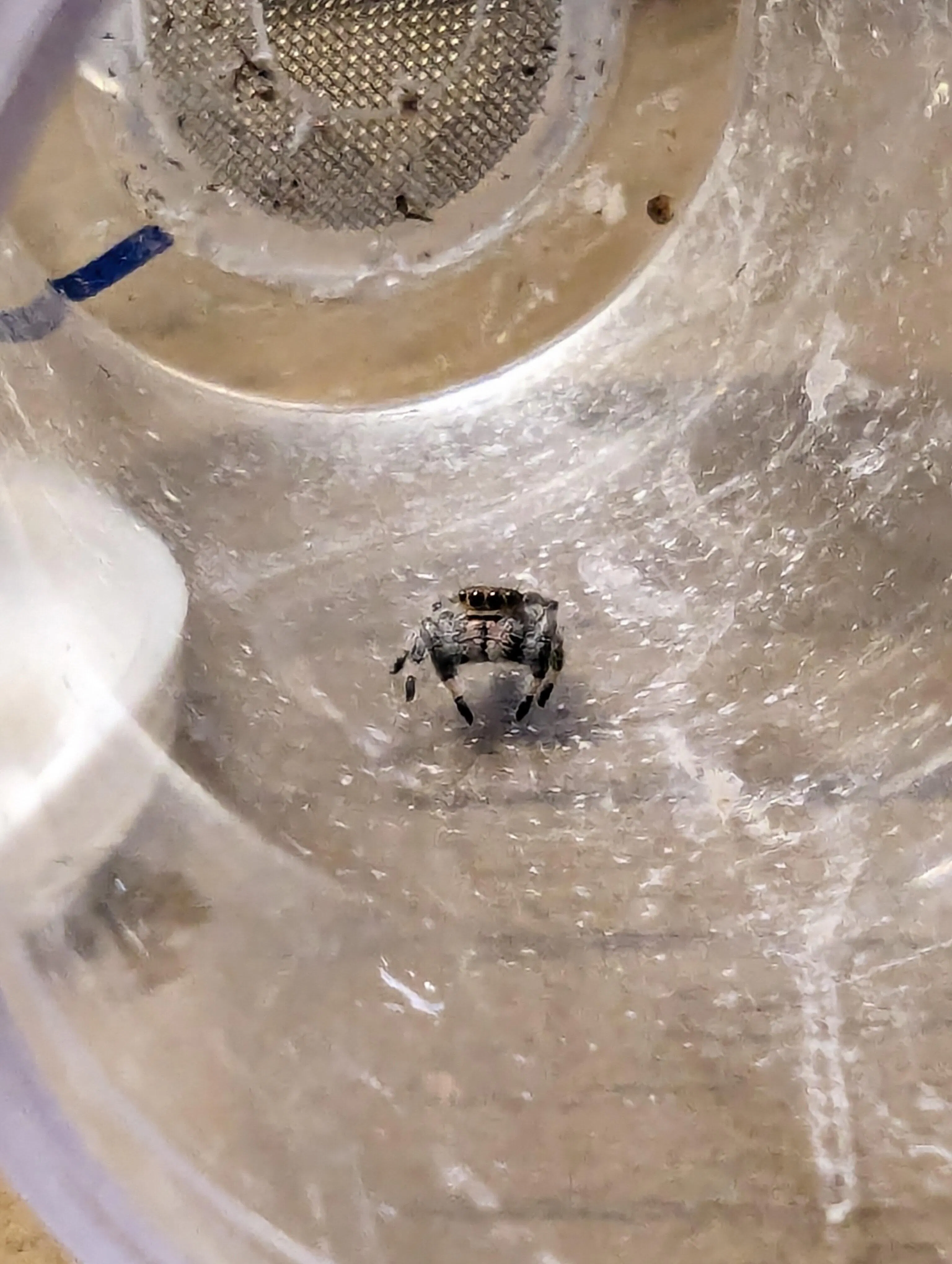 Royal (Phidippus Regius) – Arthropods Canada