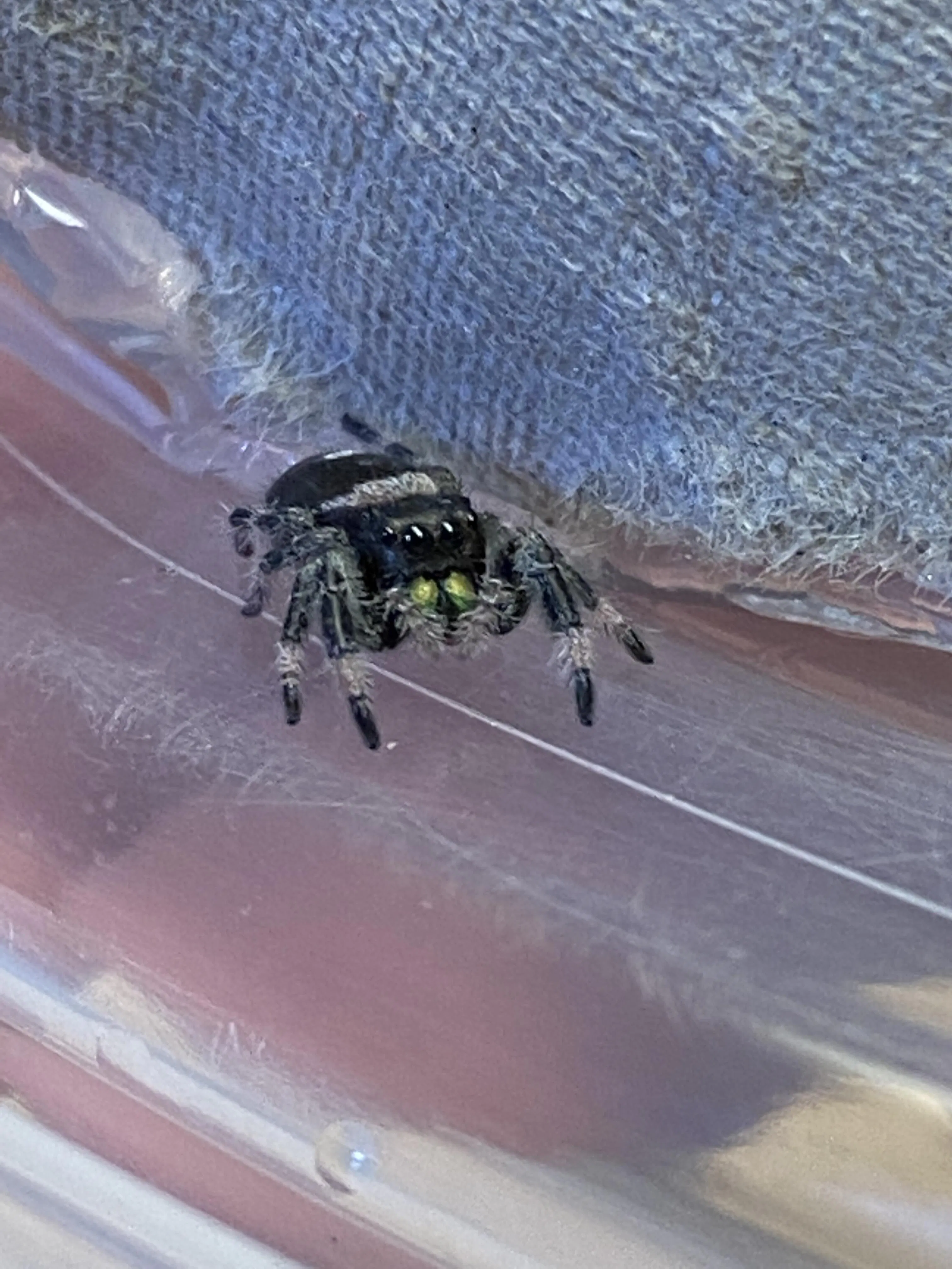 Royal (Phidippus regius) – Arthropods Canada