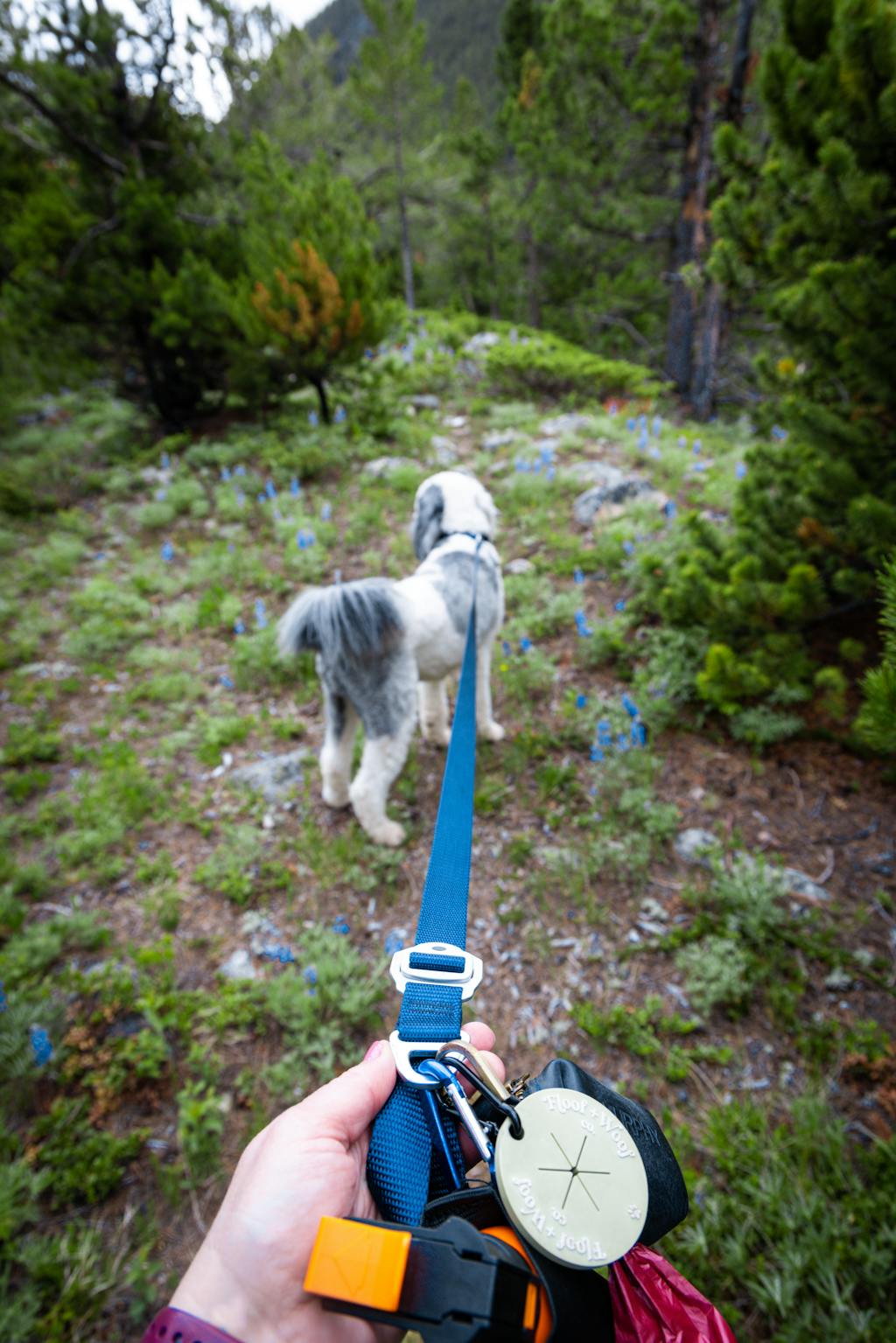 Lifetime Lite™ Leash - Lifetime Warranty Adjustable Hands-Free Leash ...