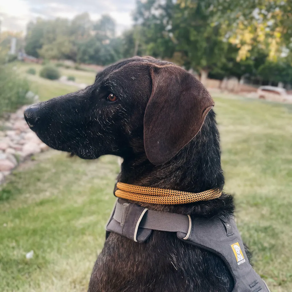 Lifetime Collar® - Lifetime Warranty Climbing Rope Dog Collar – Atlas ...