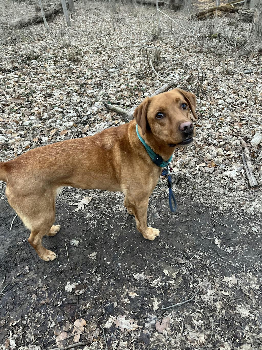 Lifetime Handle - Lifetime Warranty Rope Handle Made in USA – Atlas Pet ...