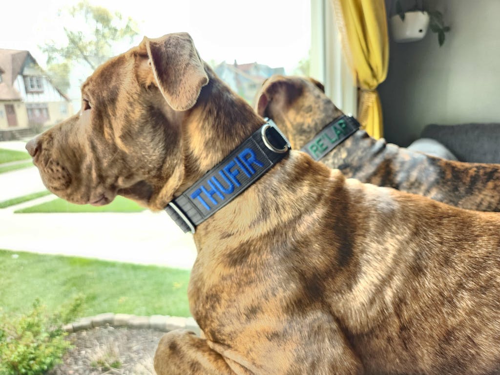 Lifetime Pro Collar - Lifetime Warranty Tactical Collar Made in USA ...