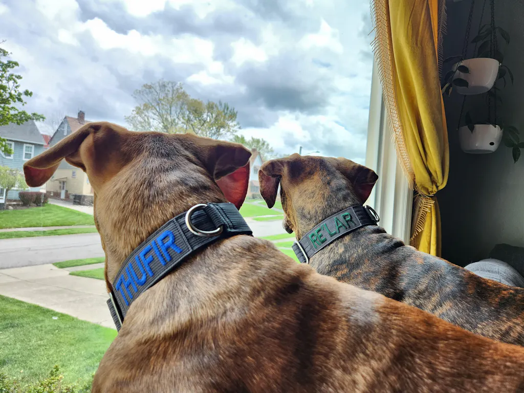 Lifetime Pro Collar - Lifetime Warranty Tactical Collar Made in USA ...