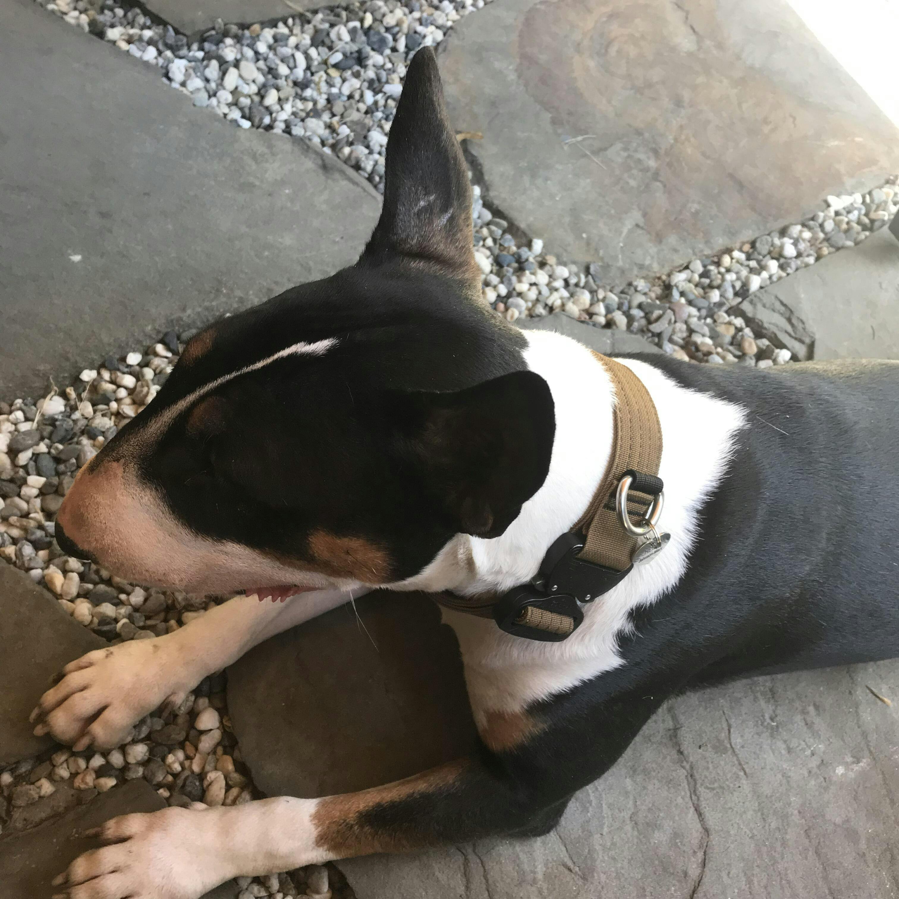 Lifetime Pro Collar - Lifetime Warranty Tactical Collar Made in USA ...