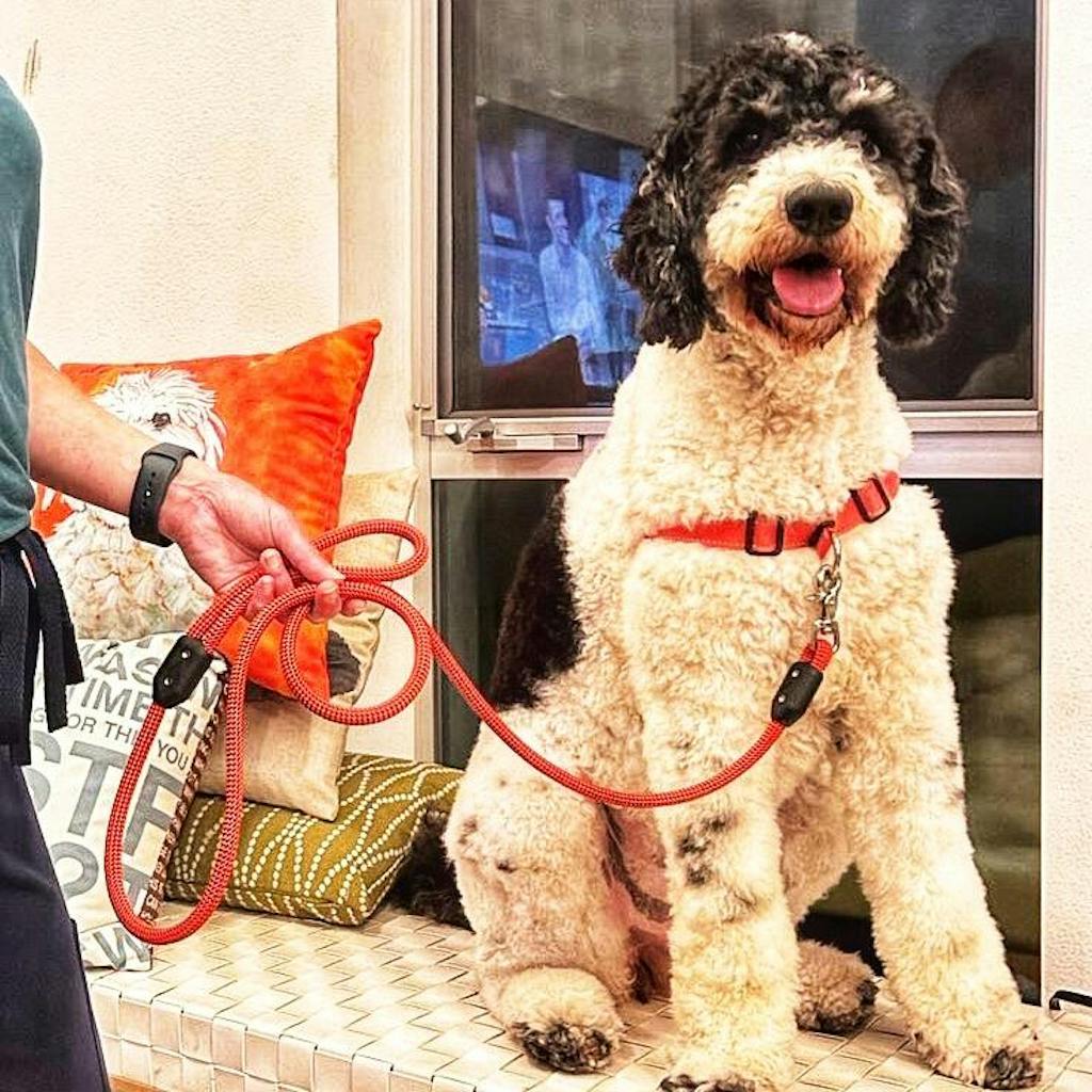 Lifetime Loop - Ultralight Poop Bag Holder | Atlas Pet Company