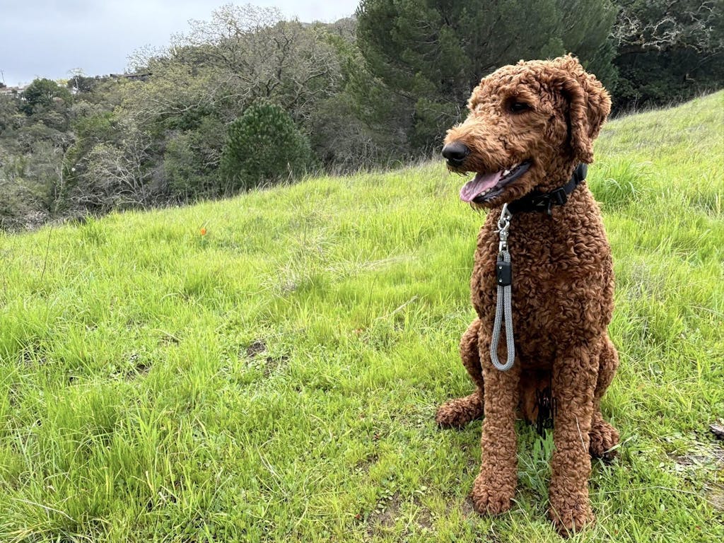 Lifetime Handle - Lifetime Warranty Rope Handle Made in USA – Atlas Pet ...