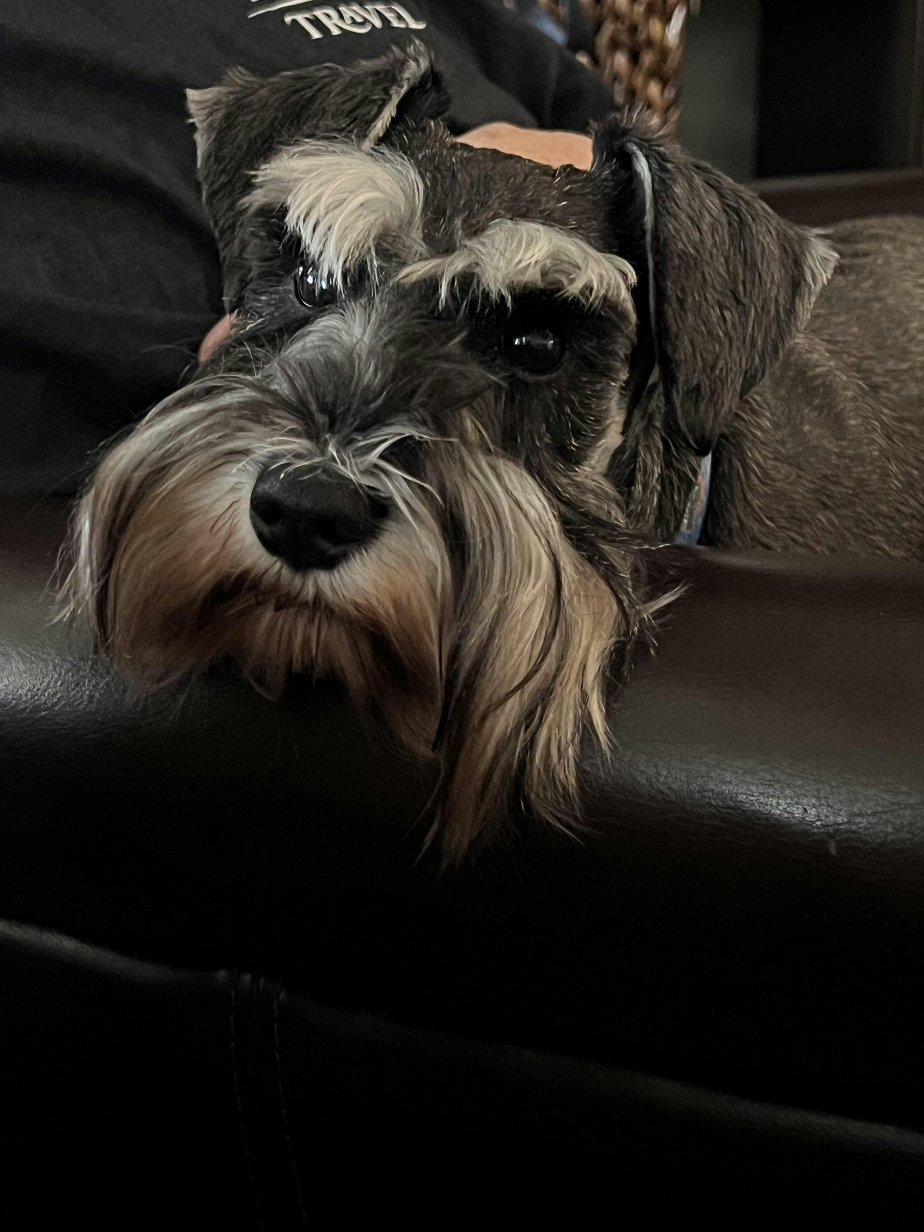 Fi Snap - Make Any Collar Fi Compatible - Atlas Pet Company