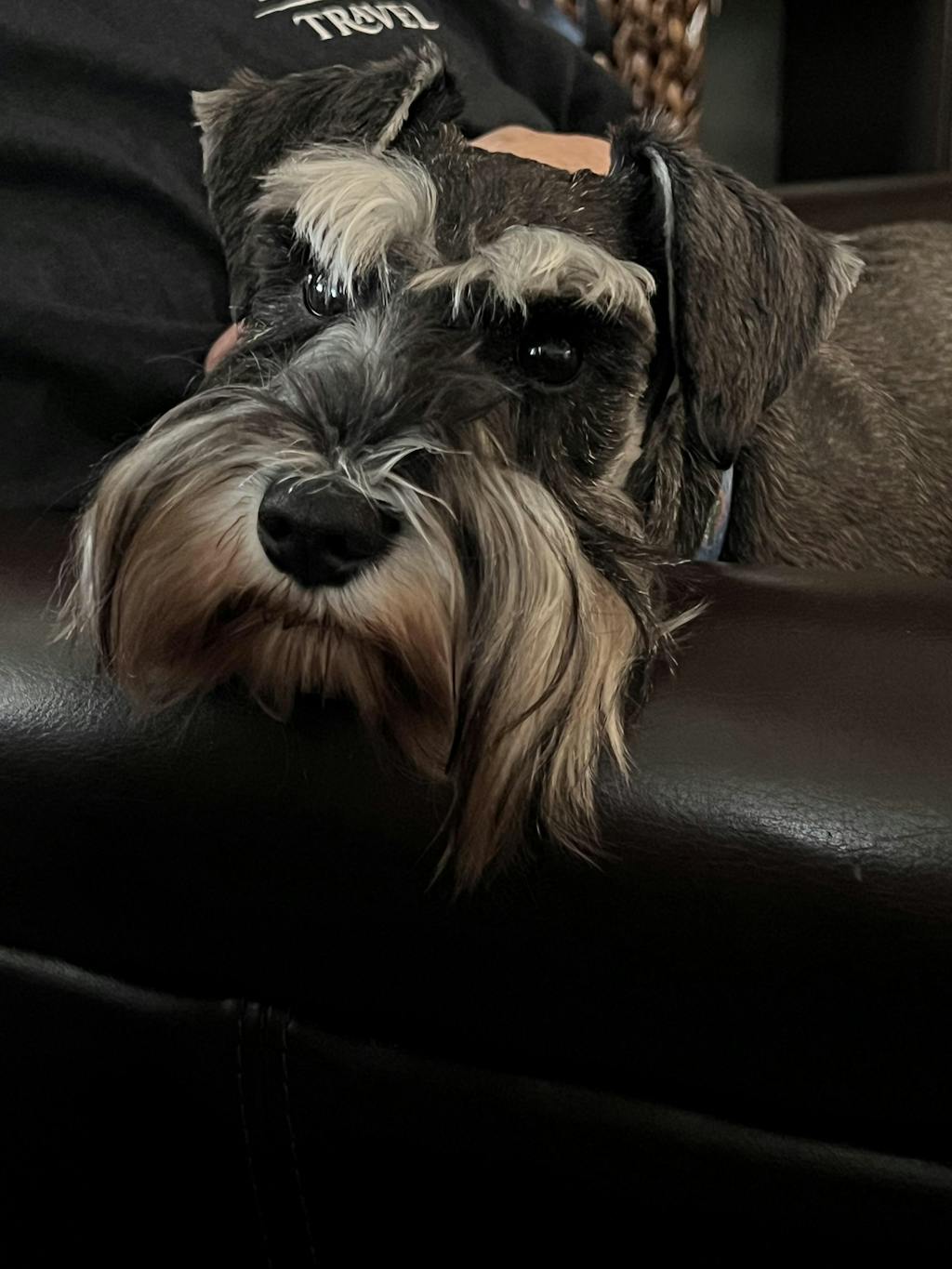 Fi Snap - Make Any Collar Fi Compatible - Atlas Pet Company