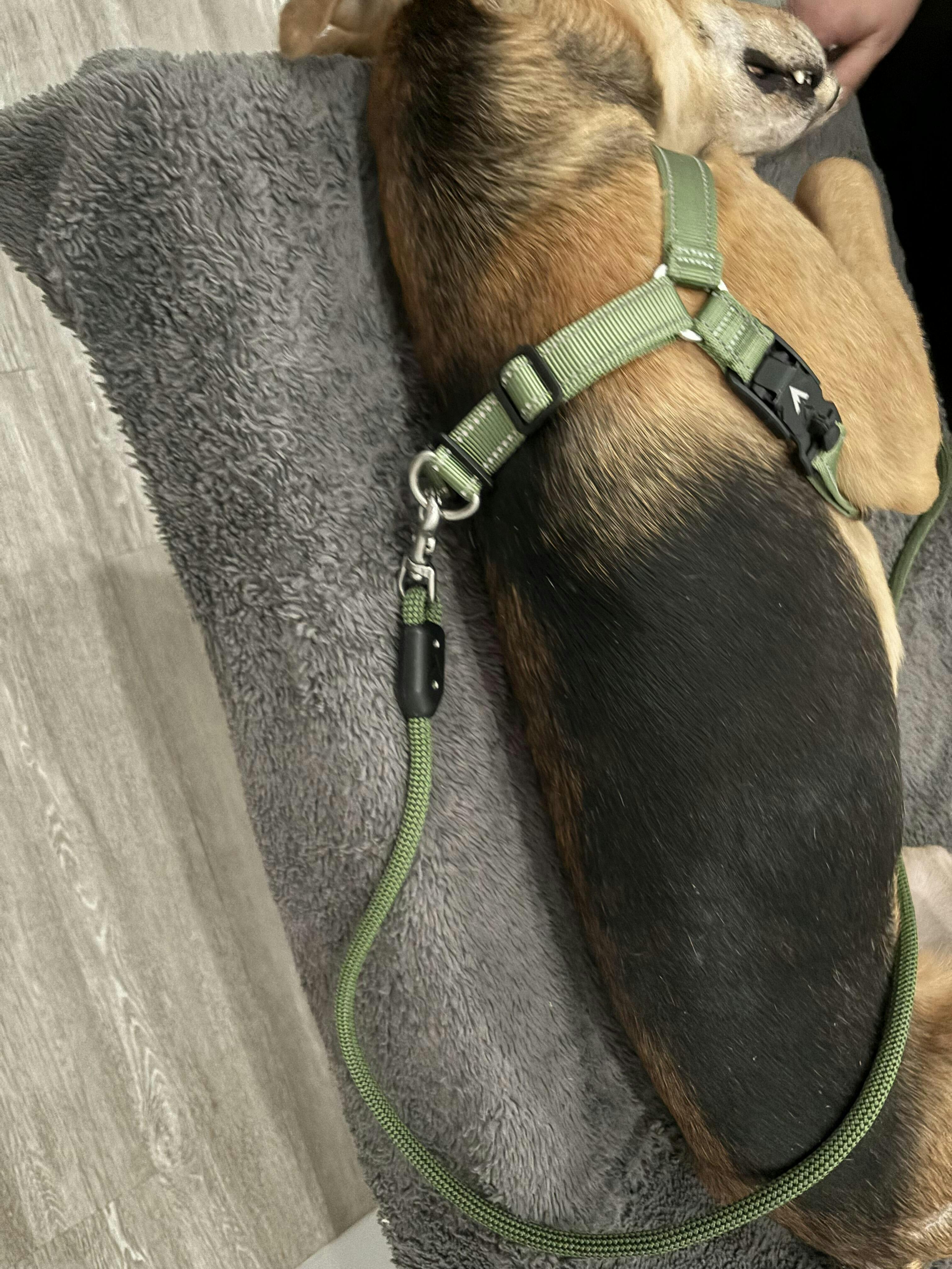 Lifetime Kit - Save 15% when you kit up | Atlas Pet Company