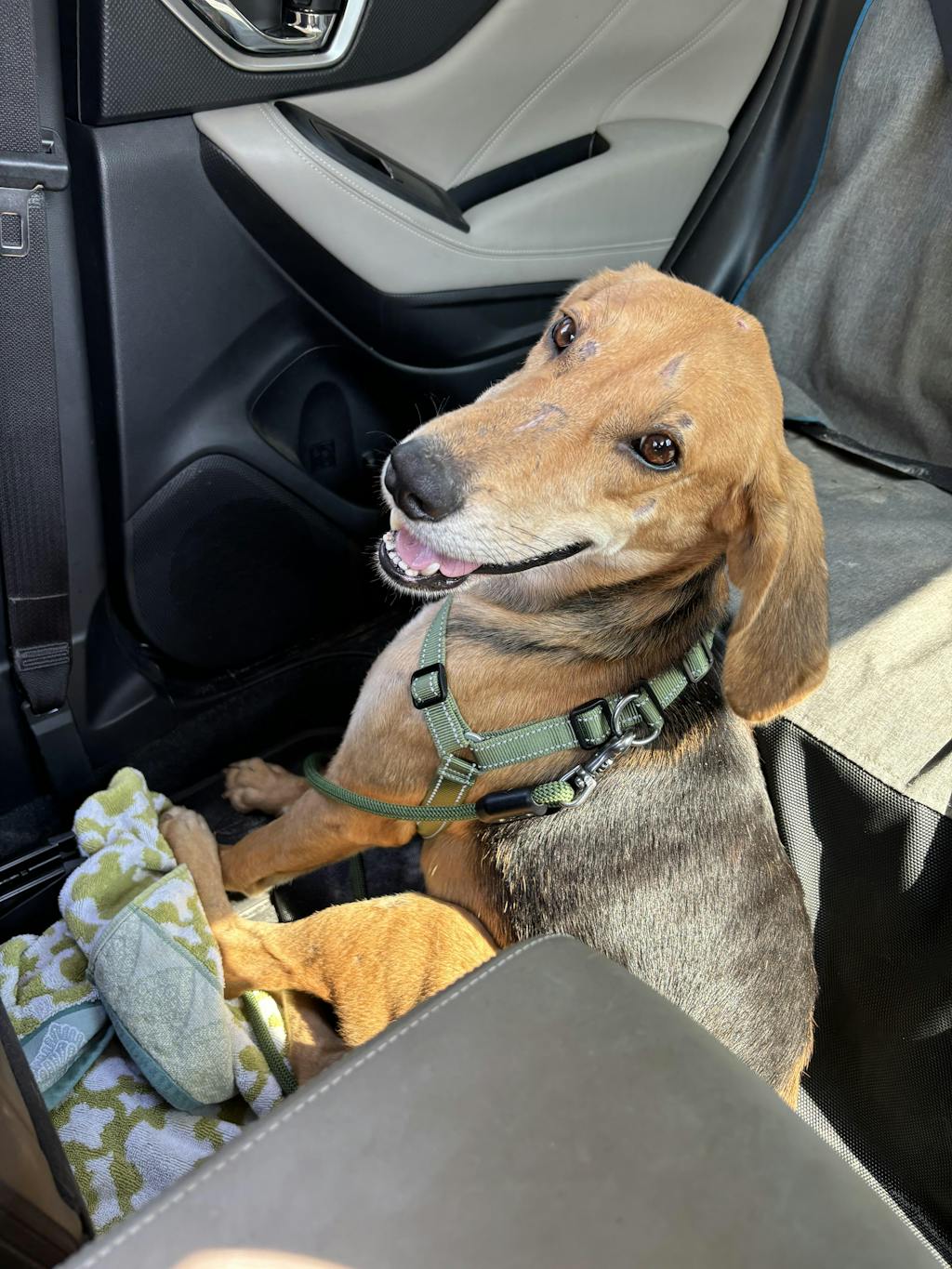 Lifetime Kit - Save 15% when you kit up | Atlas Pet Company