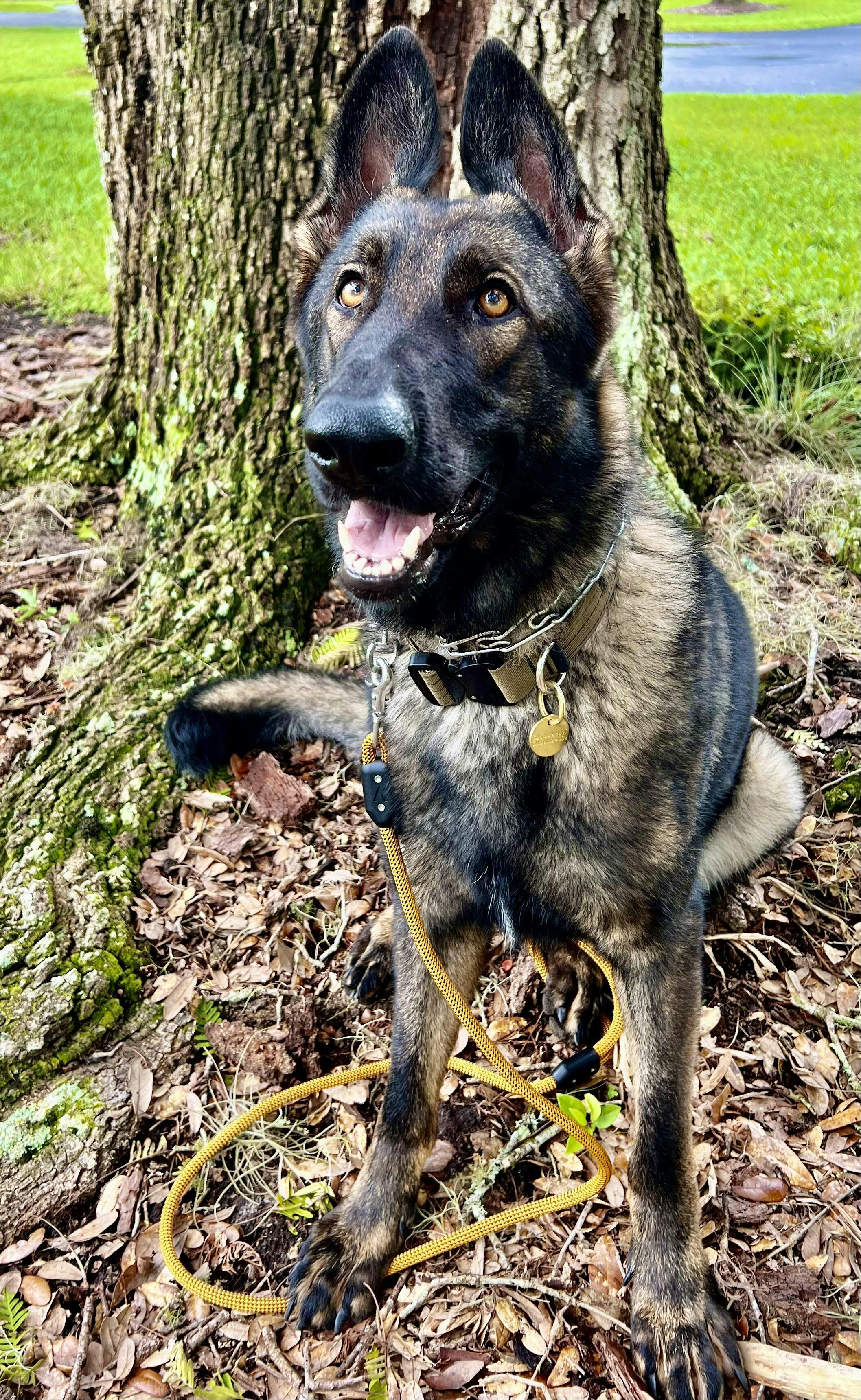 Lifetime Pro Collar - Lifetime Warranty Tactical Collar Made in USA ...