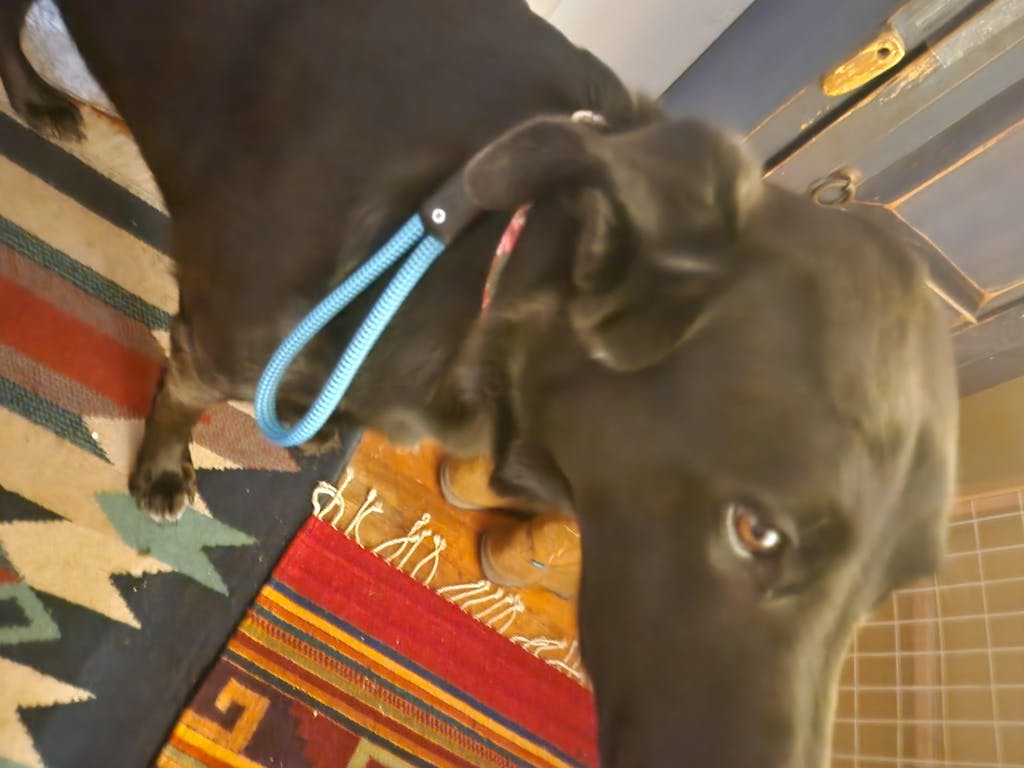 Lifetime Handle - Lifetime Warranty Rope Handle Made in USA – Atlas Pet ...