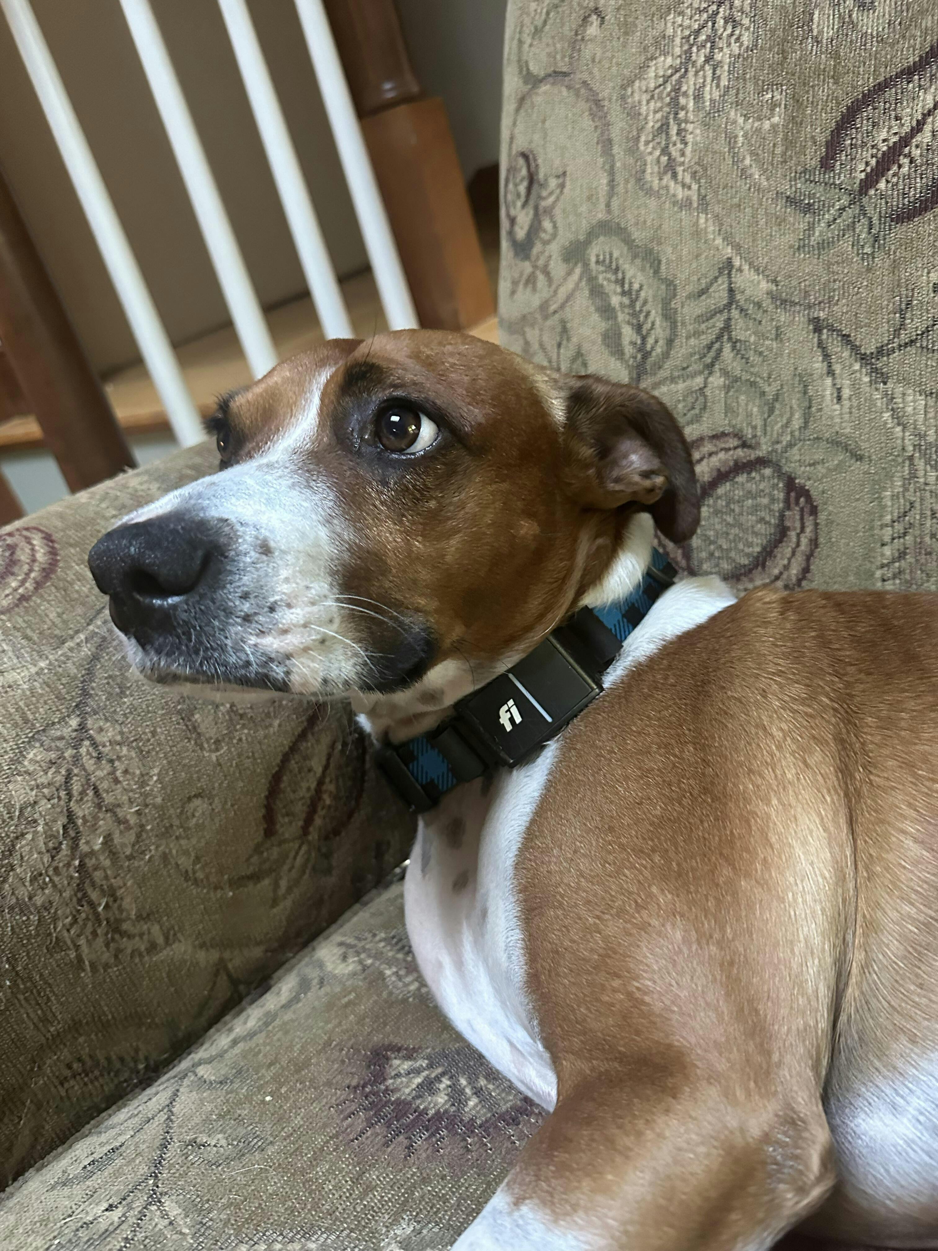 Fi Snap - Make Any Collar Fi Compatible - Atlas Pet Company