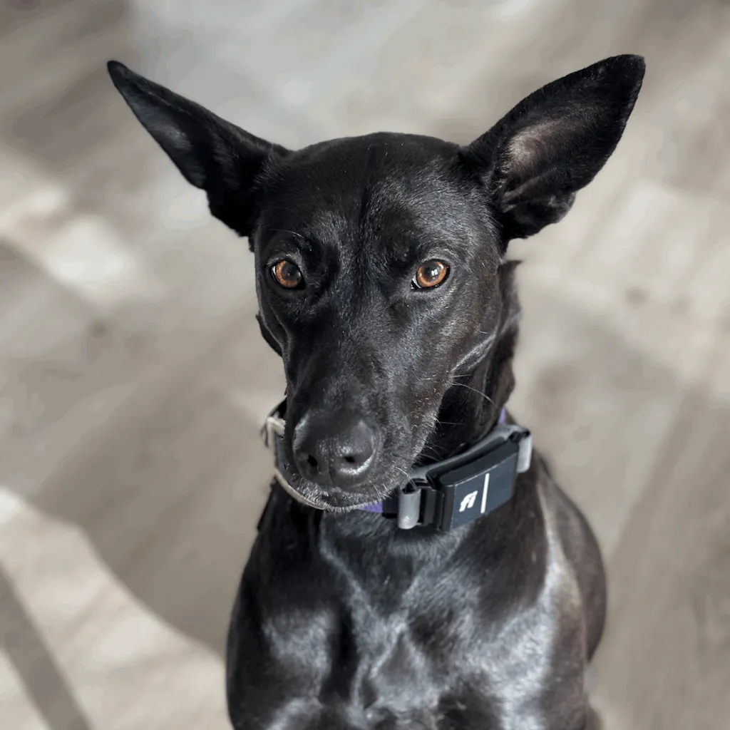 Fi Snap - Make Any Collar Fi Compatible - Atlas Pet Company