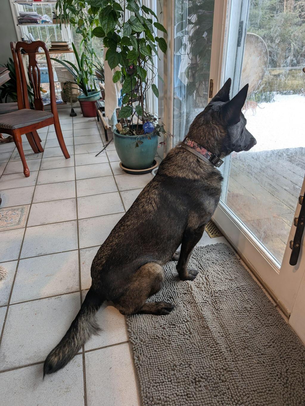 Fi Snap - Make Any Collar Fi Compatible - Atlas Pet Company