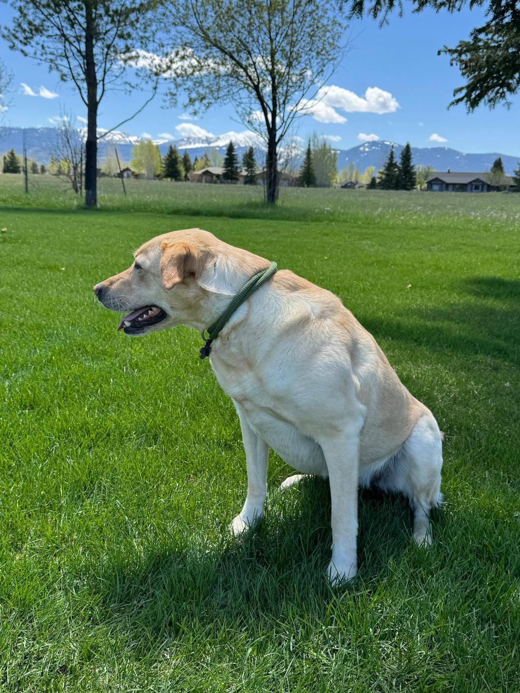 Lifetime Collar® - Lifetime Warranty Climbing Rope Dog Collar – Atlas ...