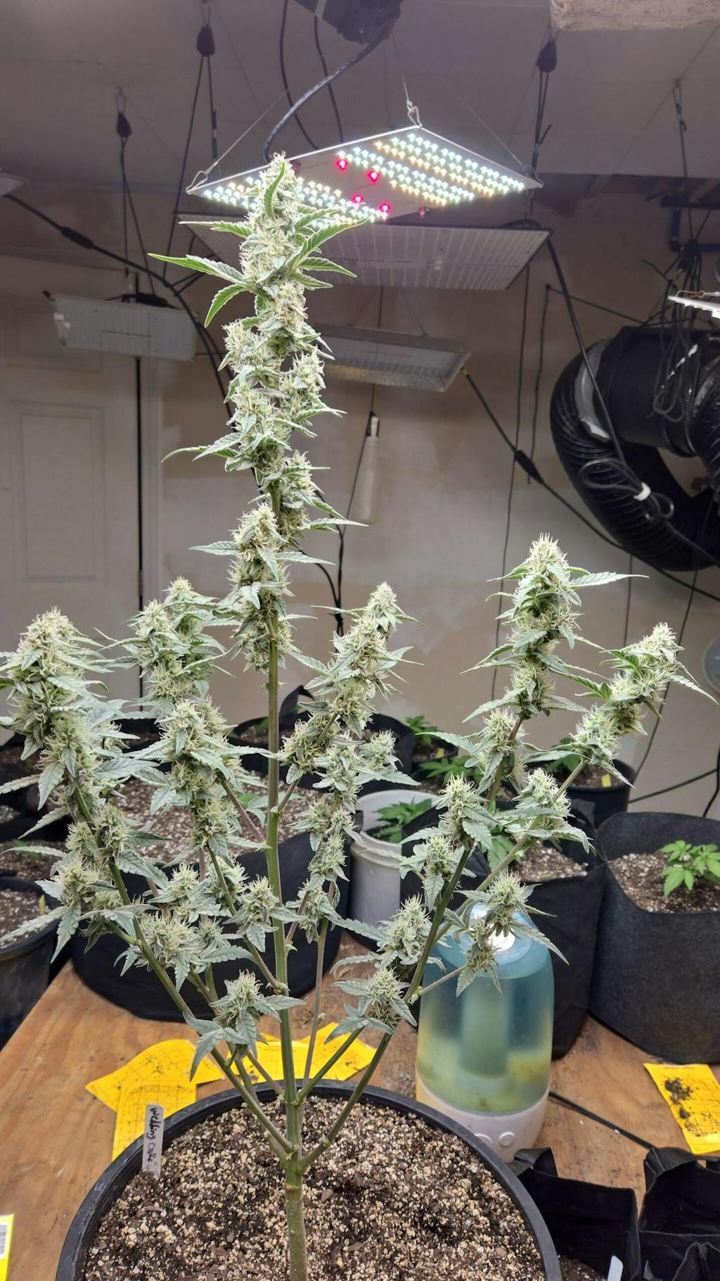 Wedding Cake Auto - Seed Pack - Atlas Seed