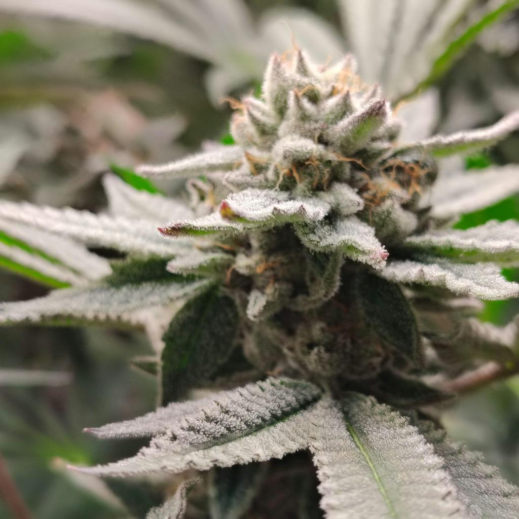 Super Sour Runtz - Seed Pack - Atlas Seed