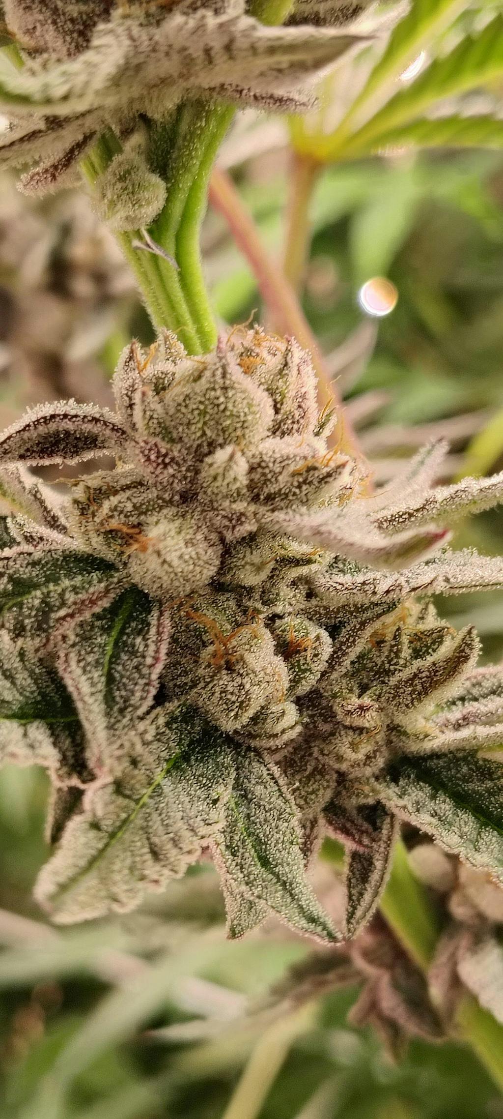 Super Sour Runtz - Seed Pack - Atlas Seed