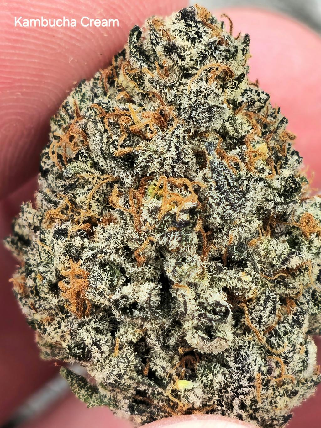 Kombucha Cream - Seed Pack - Atlas Seed