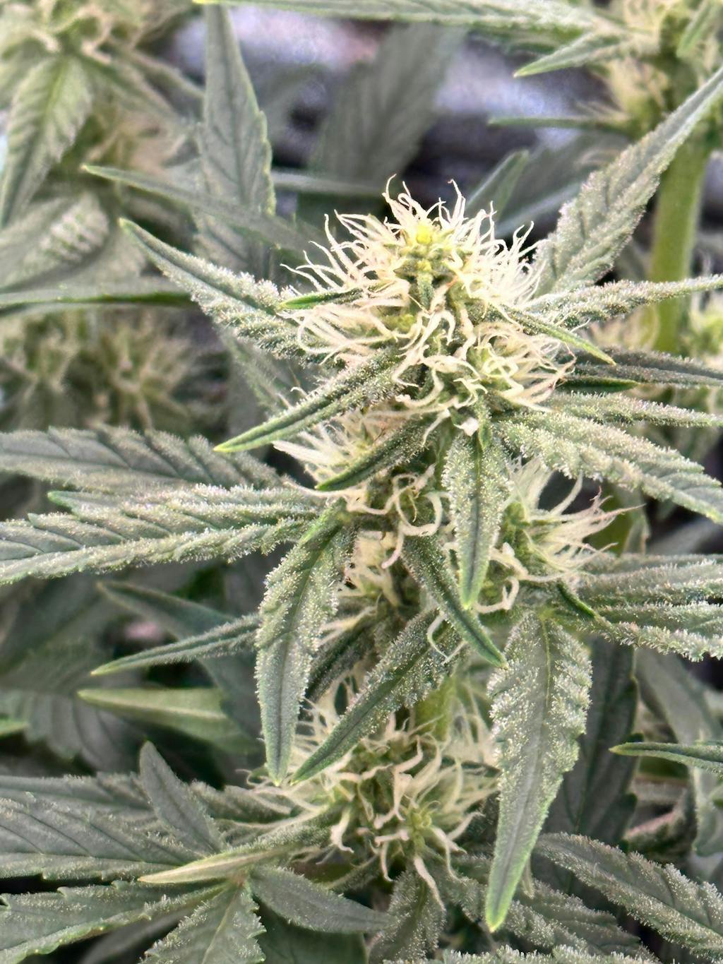 White Widow Auto - Seed Pack - Atlas Seed