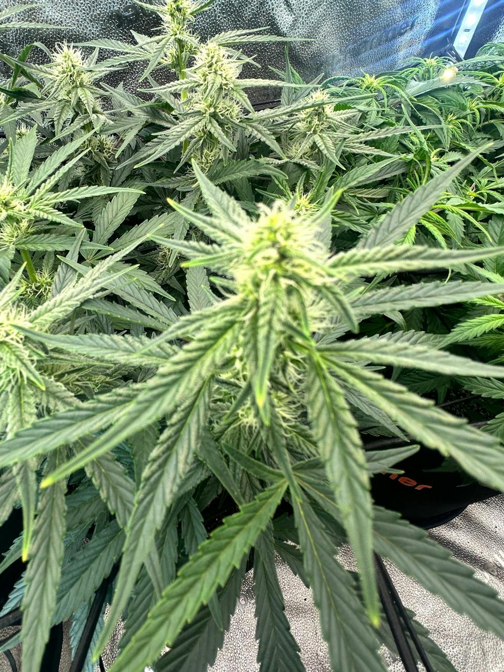 White Widow Auto - Seed Pack - Atlas Seed