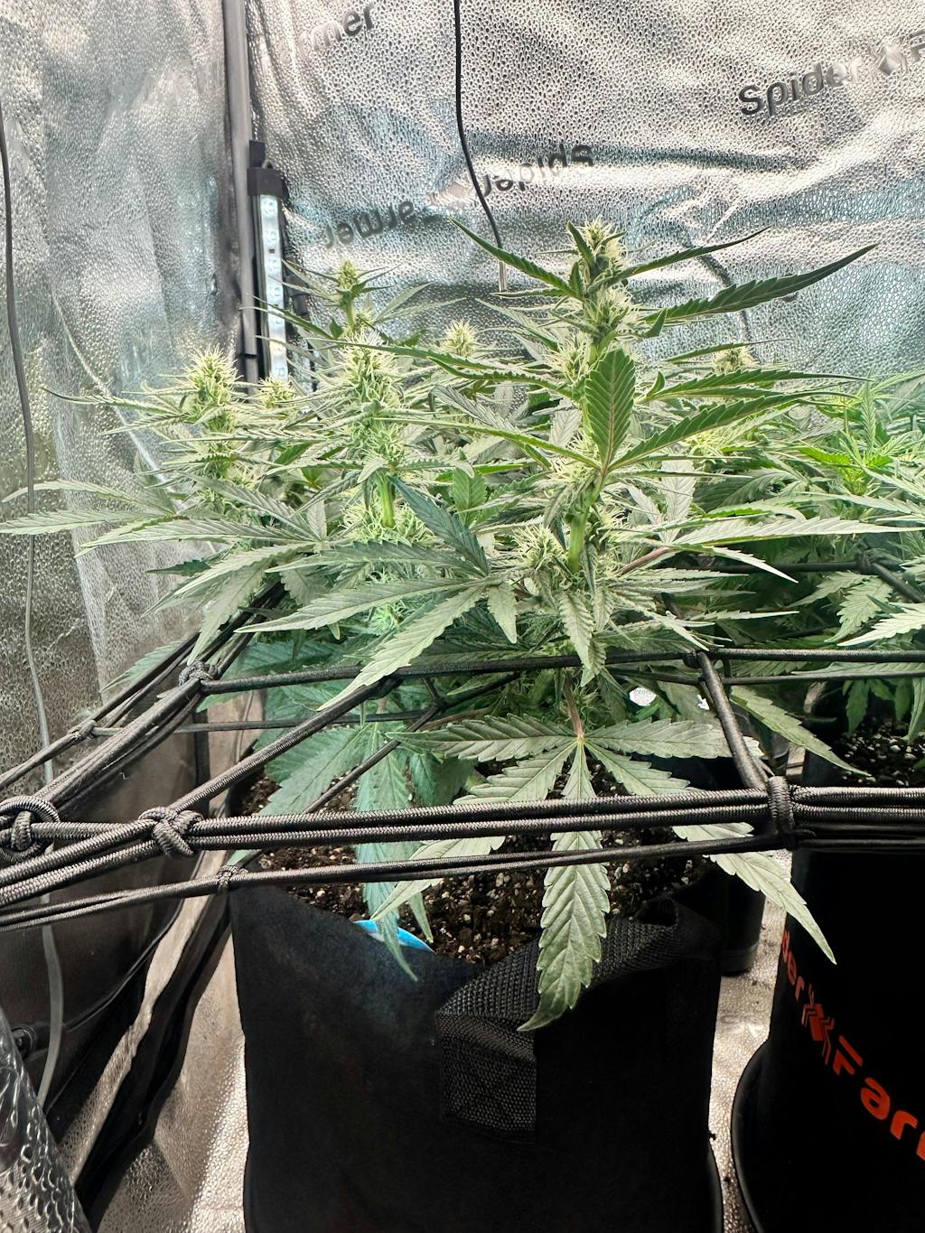 White Widow Auto - Seed Pack - Atlas Seed
