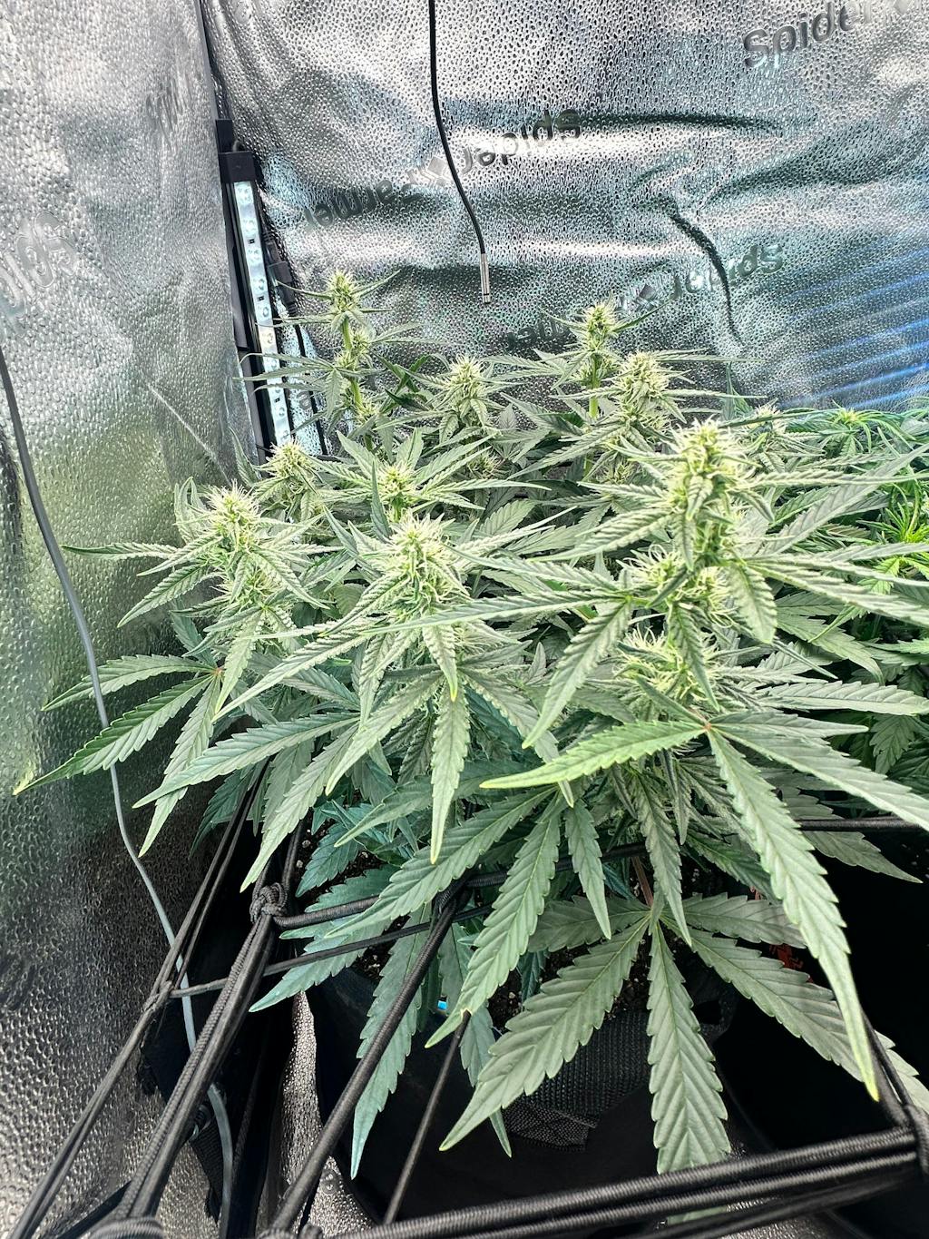 White Widow Auto - Seed Pack - Atlas Seed