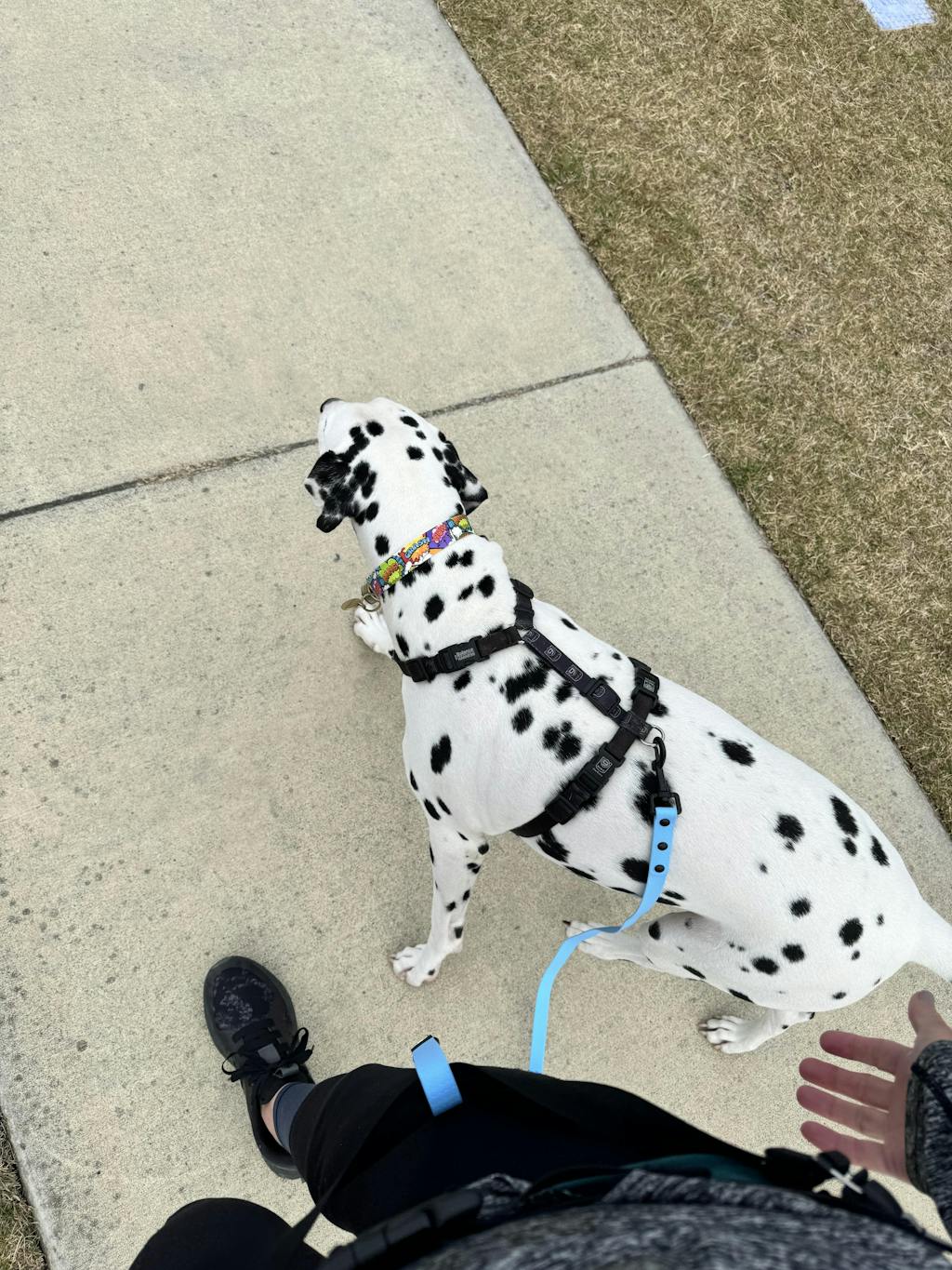 The Attachdᵀᴹ Hands Free Dog Belt | Attachd Australia