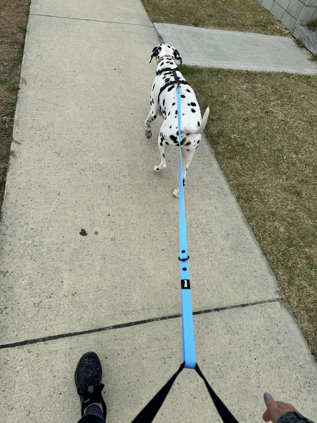 The Attachdᵀᴹ Hands Free Dog Belt | Attachd Australia