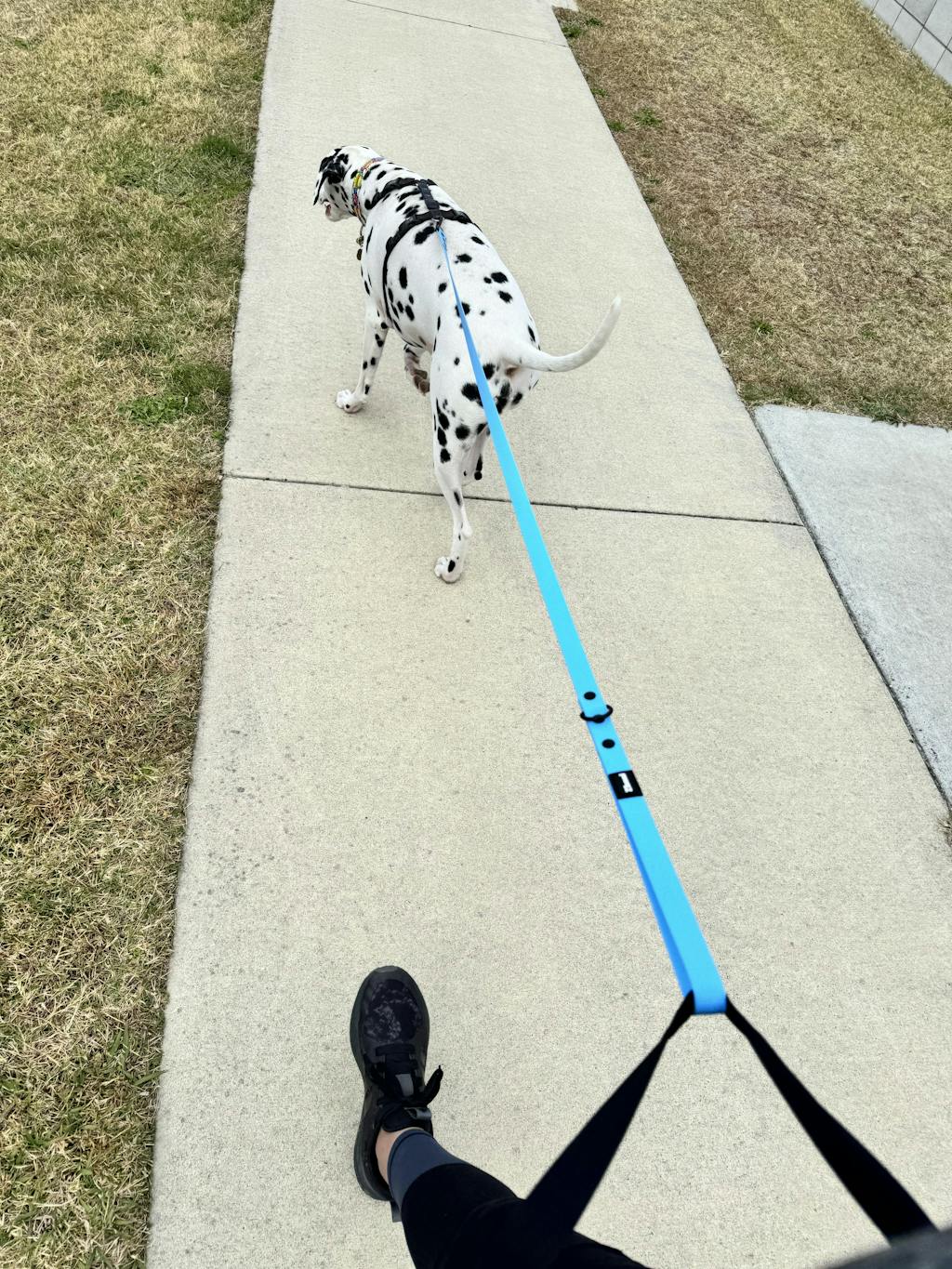 The Attachdᵀᴹ Hands Free Dog Belt | Attachd Australia