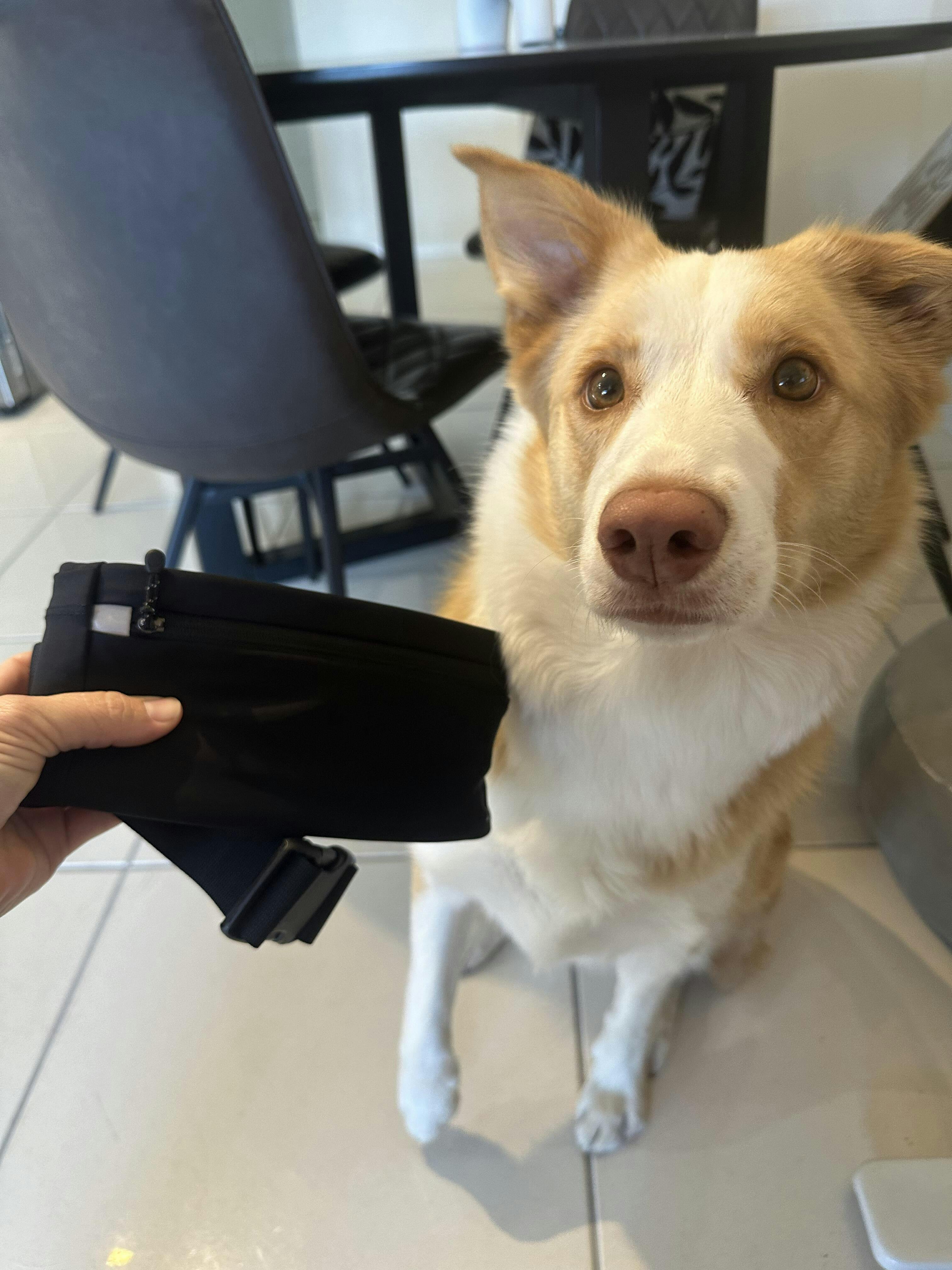 The Attachdᵀᴹ Hands Free Dog Belt | Attachd Australia