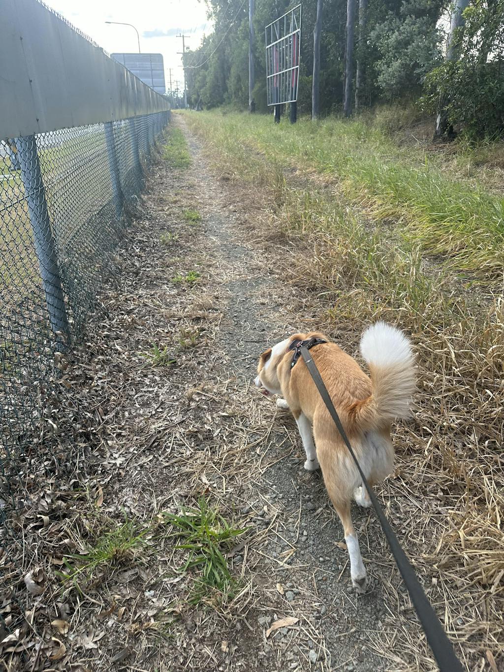 The Attachdᵀᴹ Hands Free Dog Belt | Attachd Australia