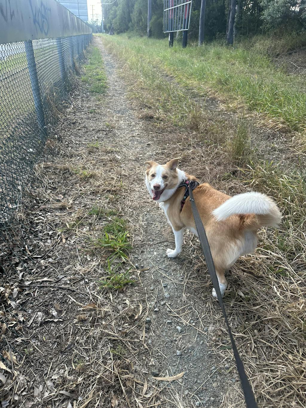 The Attachdᵀᴹ Hands Free Dog Belt | Attachd Australia