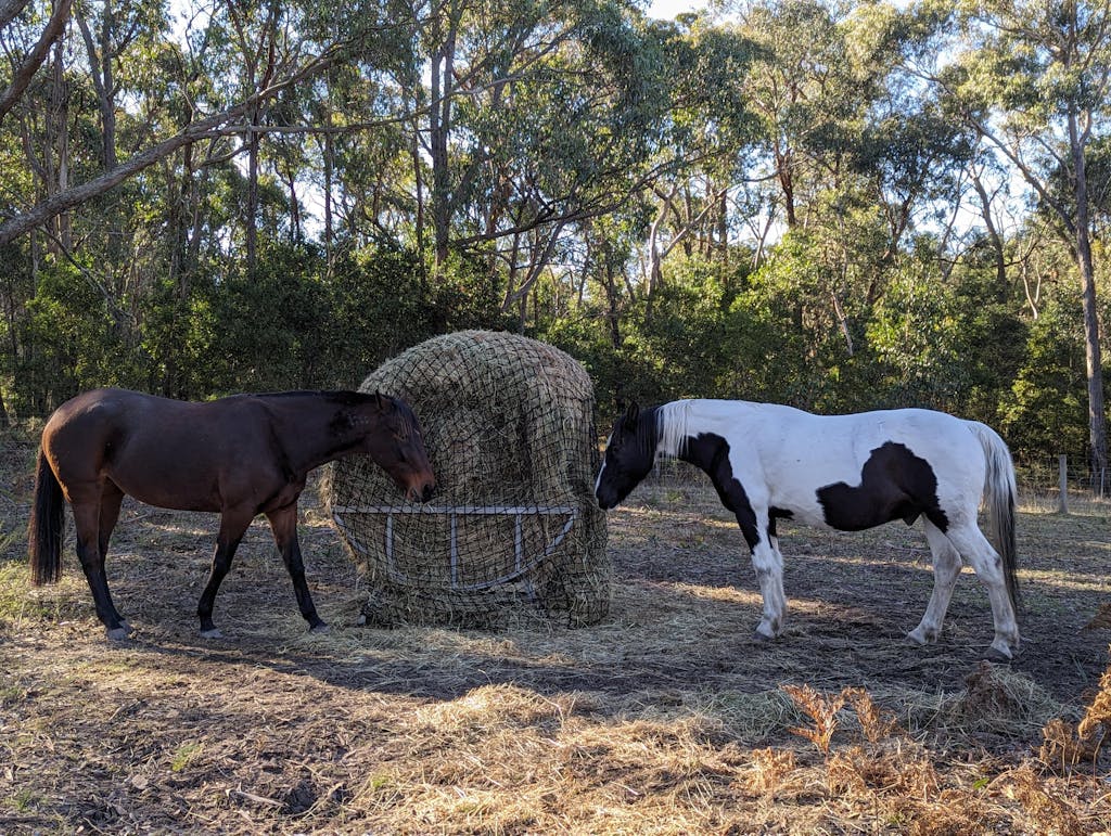 Deluxe Knotless 5x4 Round Bale Horse Slow Feeder Hay Net – Aussie Grazers
