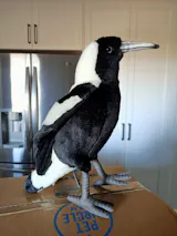 Hansa Magpie - 26cm - Soft Plush Toy | Australian Geographic