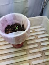 Gorilla GG4 Autoflower Seeds | Auto Seeds