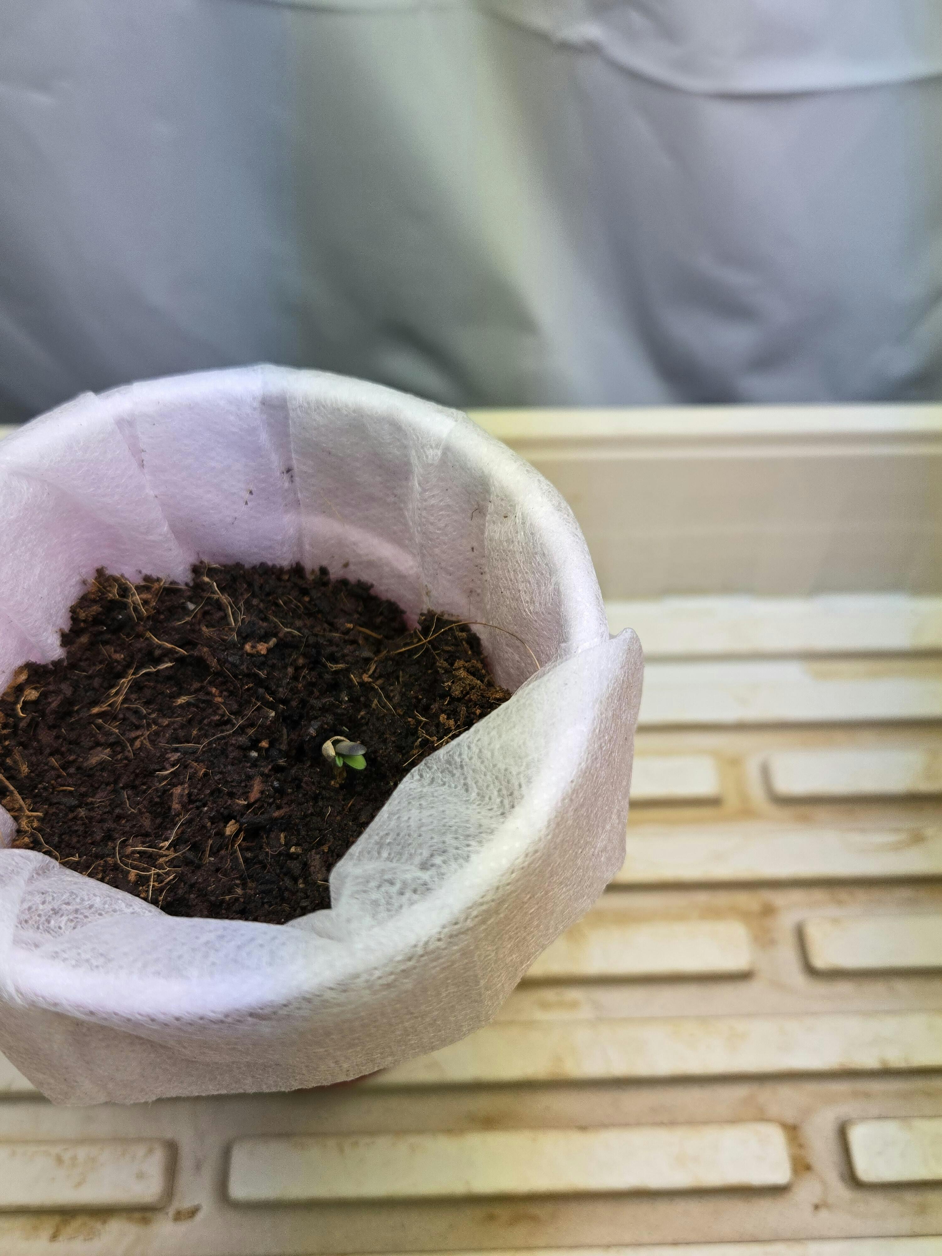 Gorilla GG4 Autoflower Seeds | Auto Seeds