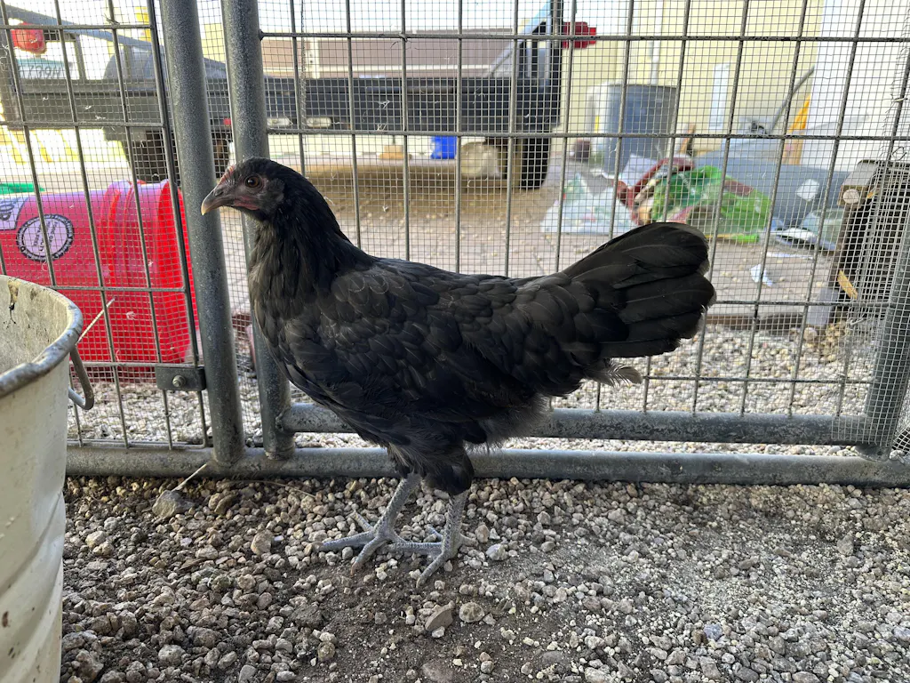 Chicken Hatchery & Breeder - American Bresse chicks & more – Az Chickens