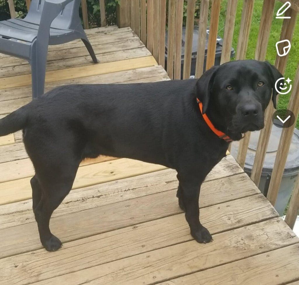 Canine Cancer Support Bundle – B. E. Canine Health