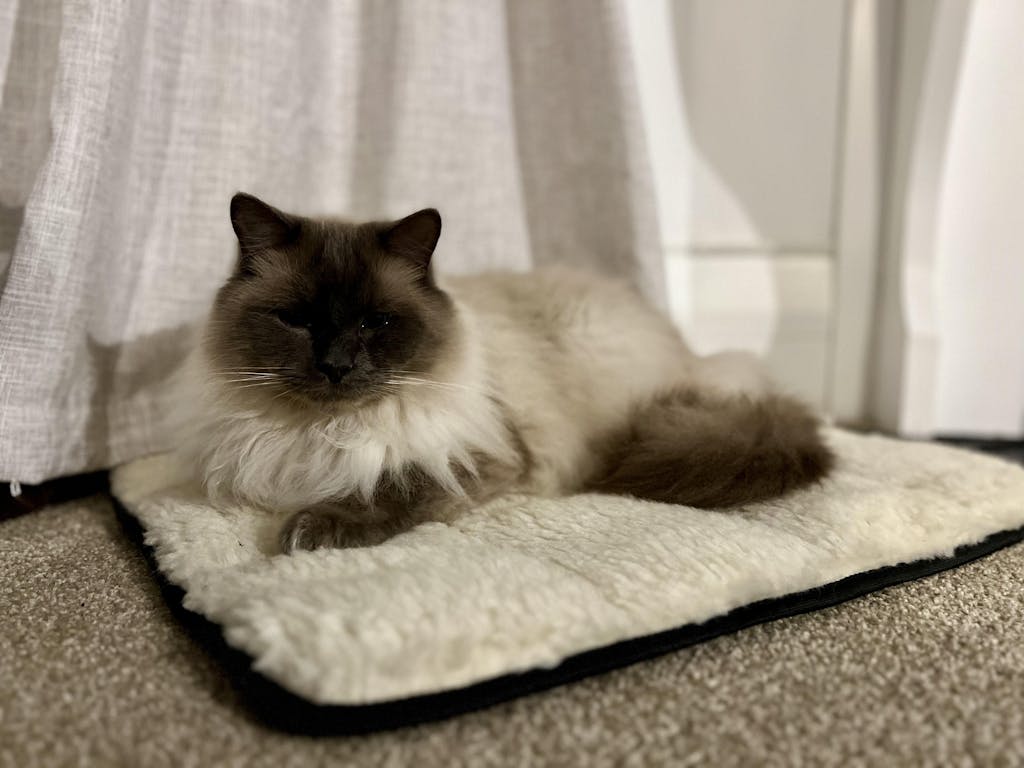 Premium Wool Dog & Cat Mat Portable Bed - Machine Washable Water ...