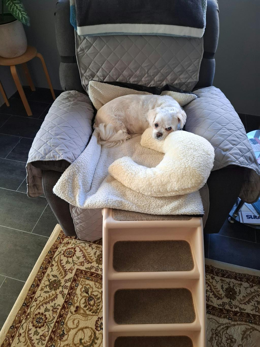 Premium Wool Dog & Cat Mat Portable Bed - Machine Washable Water ...