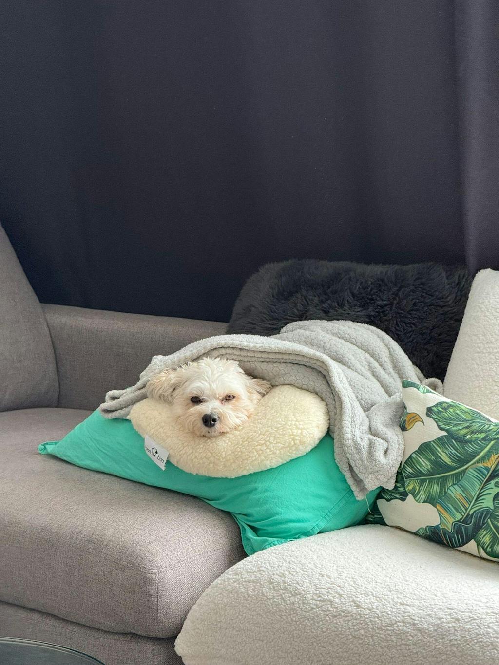 Premium Wool Dog & Cat Mat Portable Bed - Machine Washable Water ...