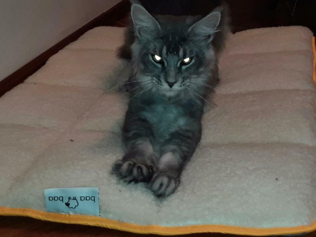 baa-baa Wool Bed Mat